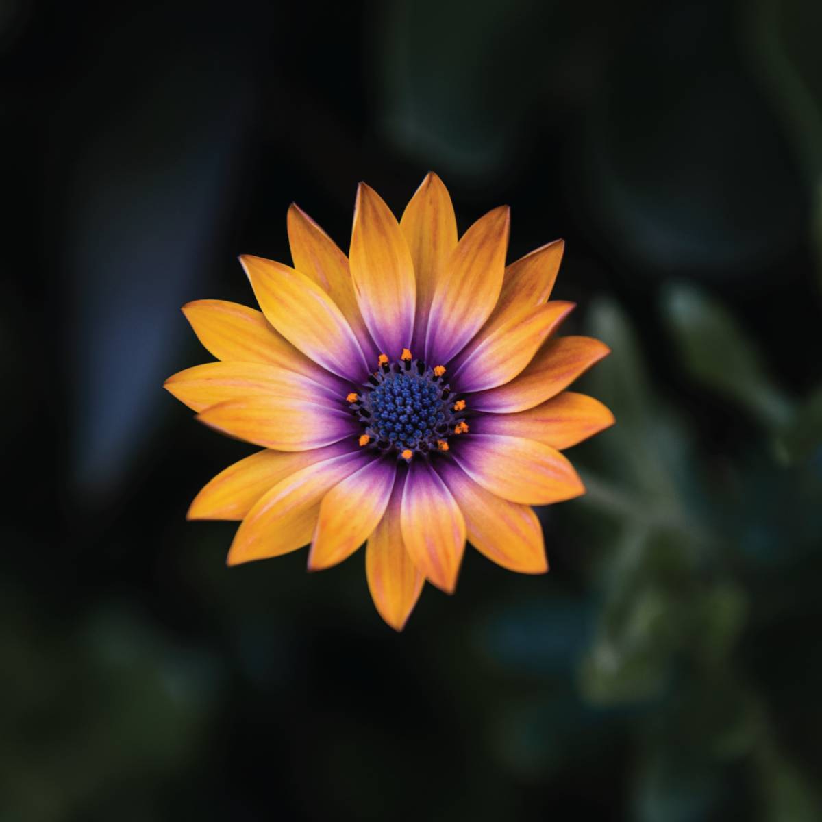 Scientific Names of Flowers with their Family