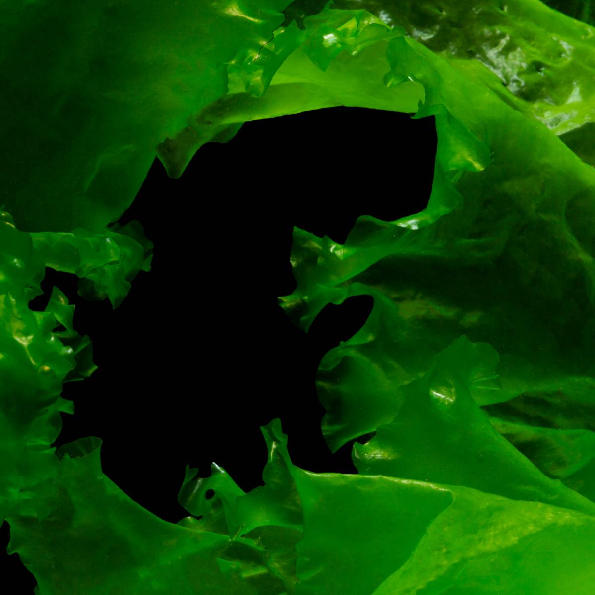 Marine Algal Products