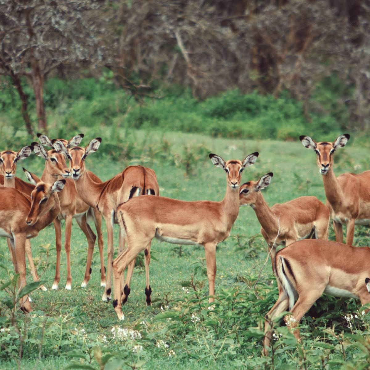 Natural Wildlife Sanctuaries in Telangana Part 1
