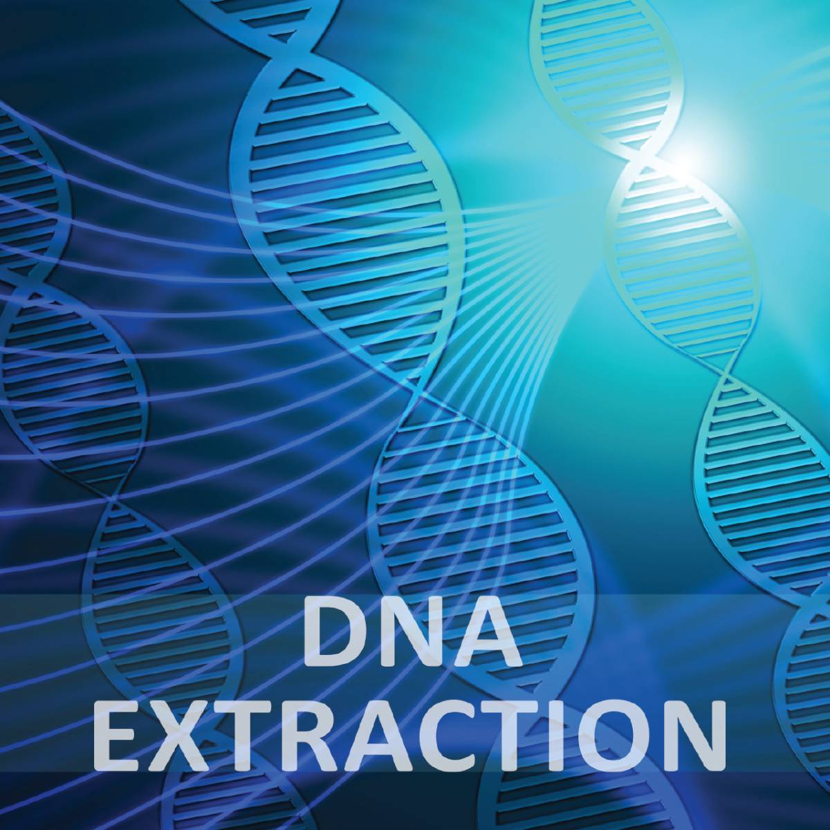 Isolation of DNA from Animal Tissues