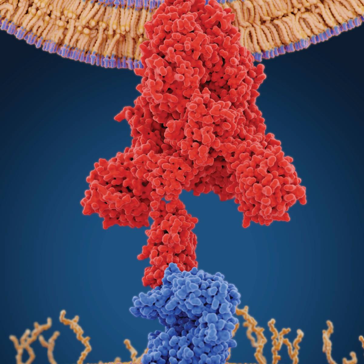 Enzymes and Proteins