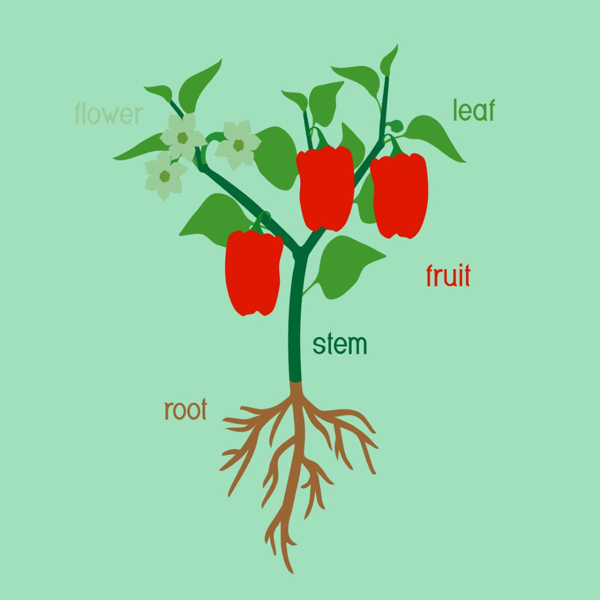Anatomy Morphology