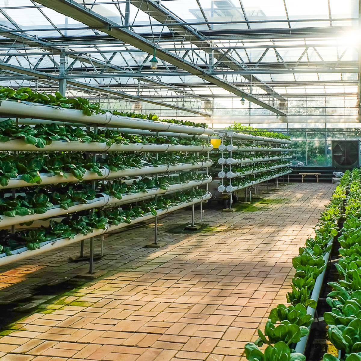 Production of Transgenic Plants